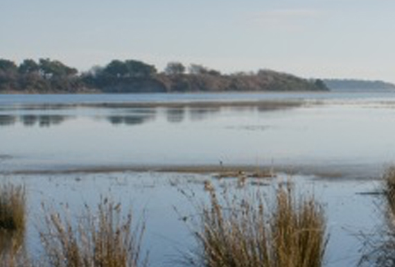 Wild Purbeck | Dorset National Landscape