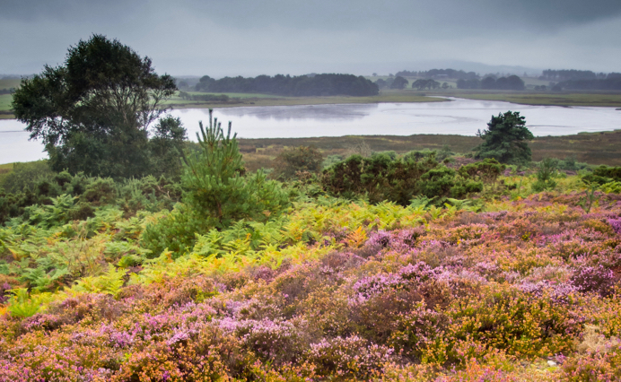 Dorset National Landscape | Guided walk: Explore the Heathland ...