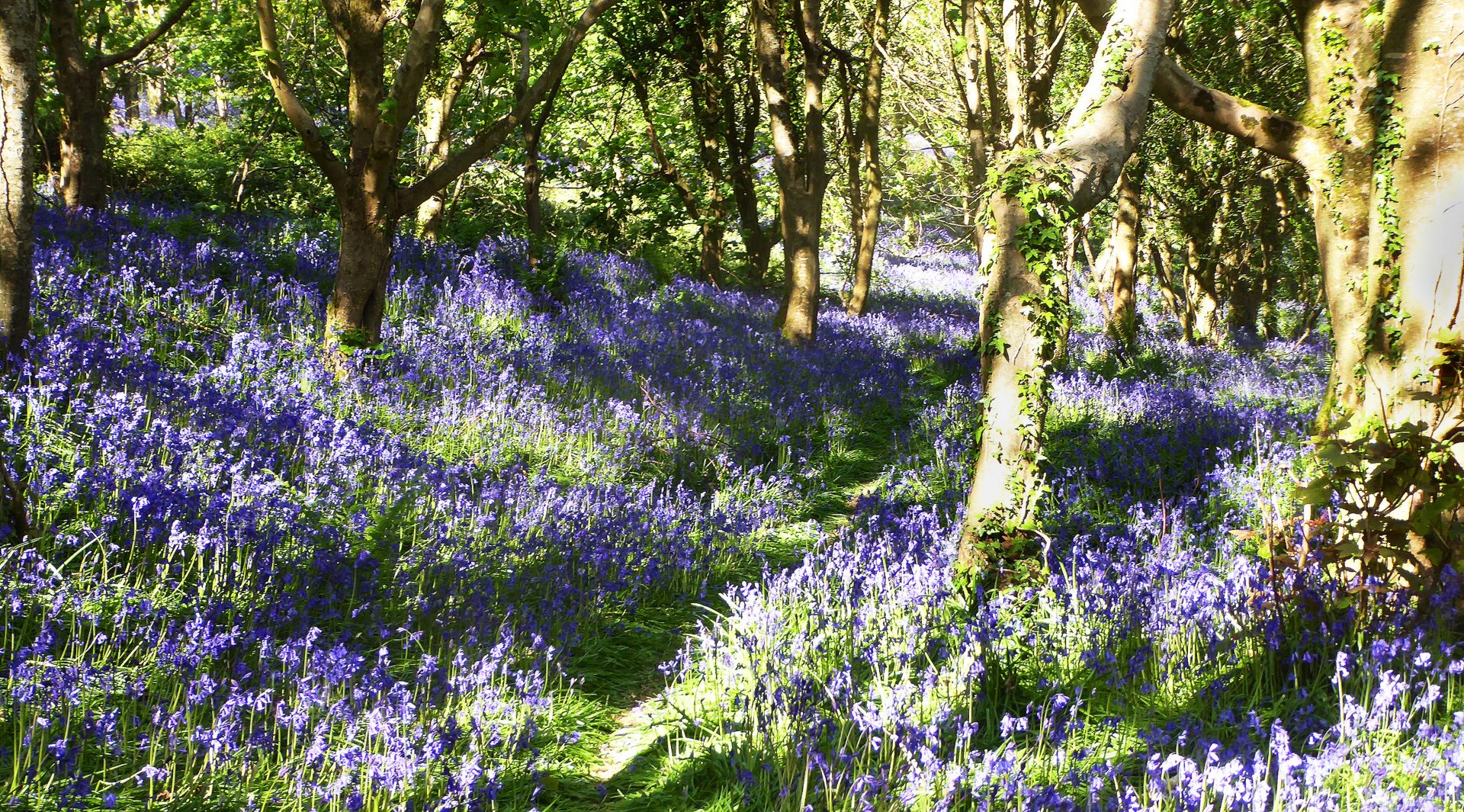 Talking Tent - Let's Talk About Spring! | Dorset National Landscape