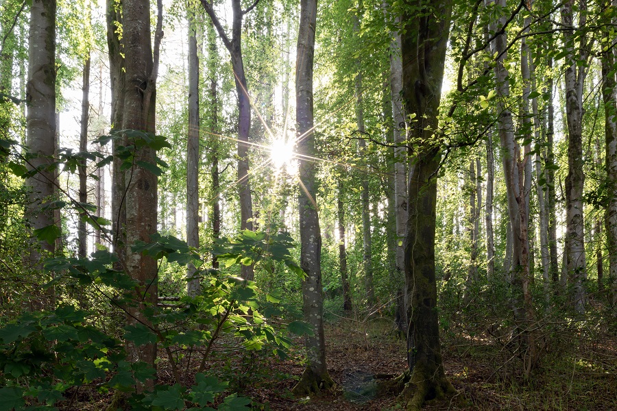 Dorset Community Tree Fund | Dorset National Landscape