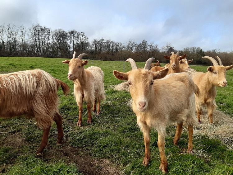 Bridport Goat Club | Dorset National Landscape